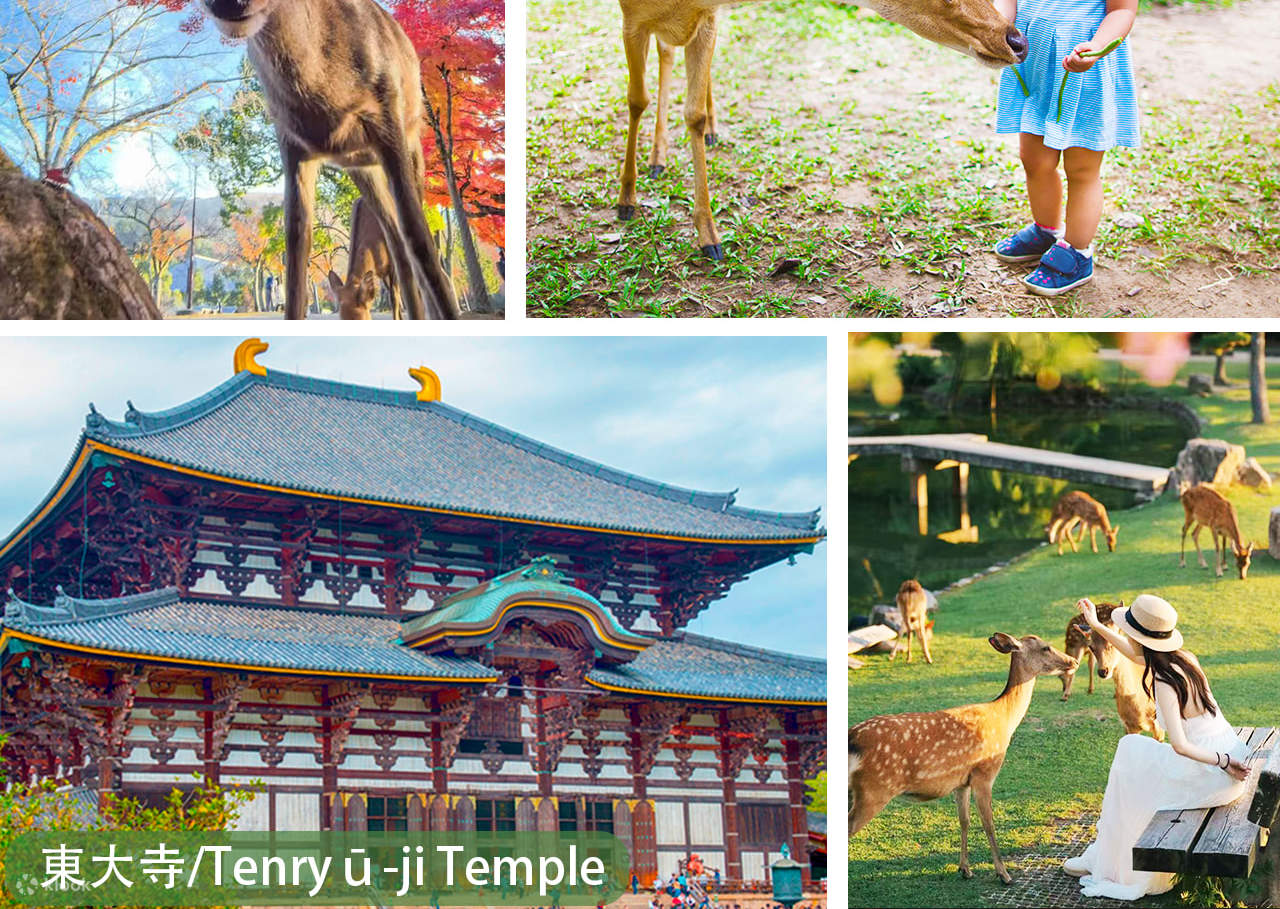 [9-Person Small Group] Uji & Nara Day Trip丨Byodo-in Temple & Matcha ...